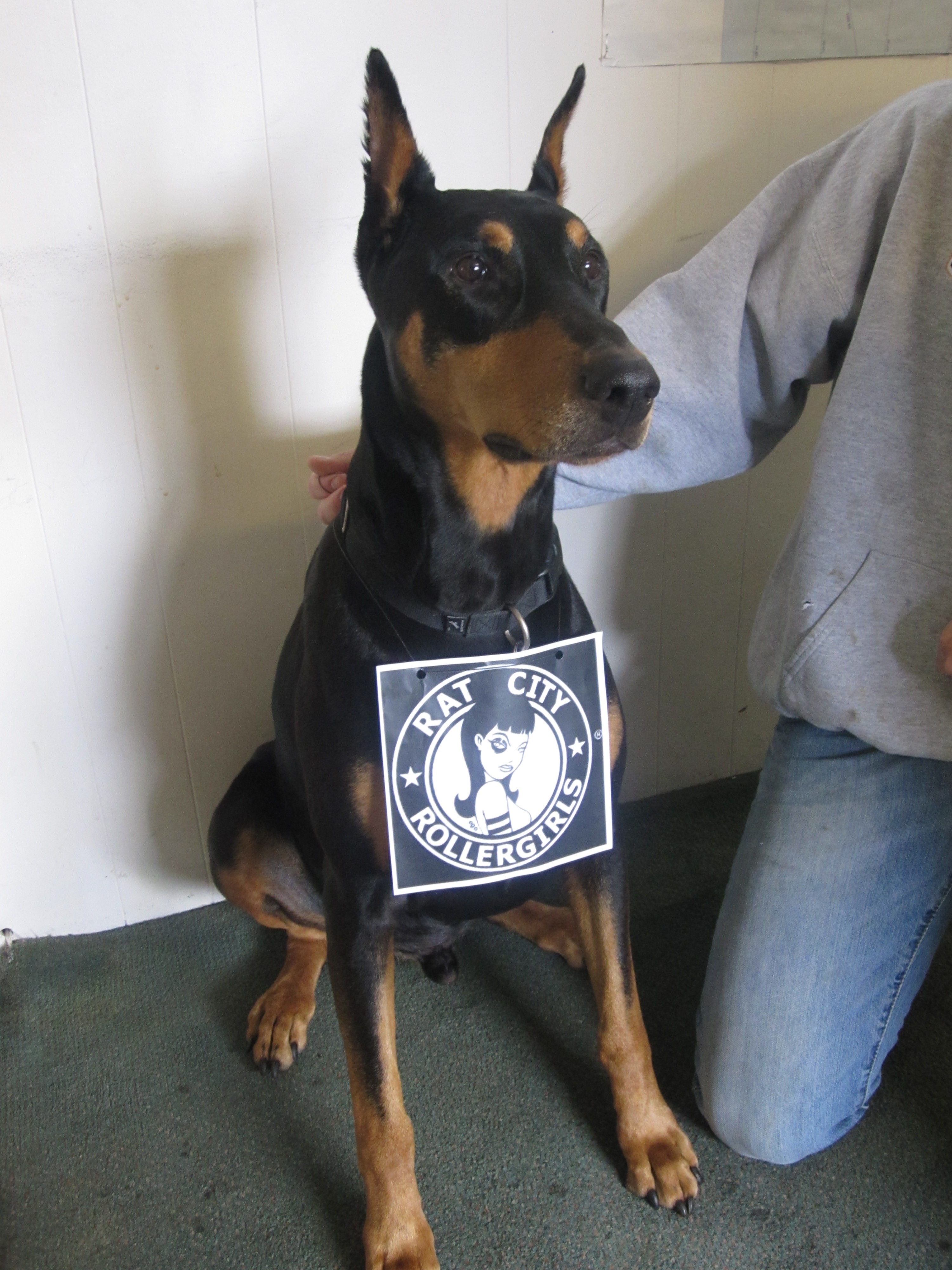 “Numberrrrrrr 7 (?) Toby Wan Kenobi!” | Theo's Dog Blog “Numberrrrrrr 7 (?) Toby Wan Kenobi!” | Theo's Dog Blog